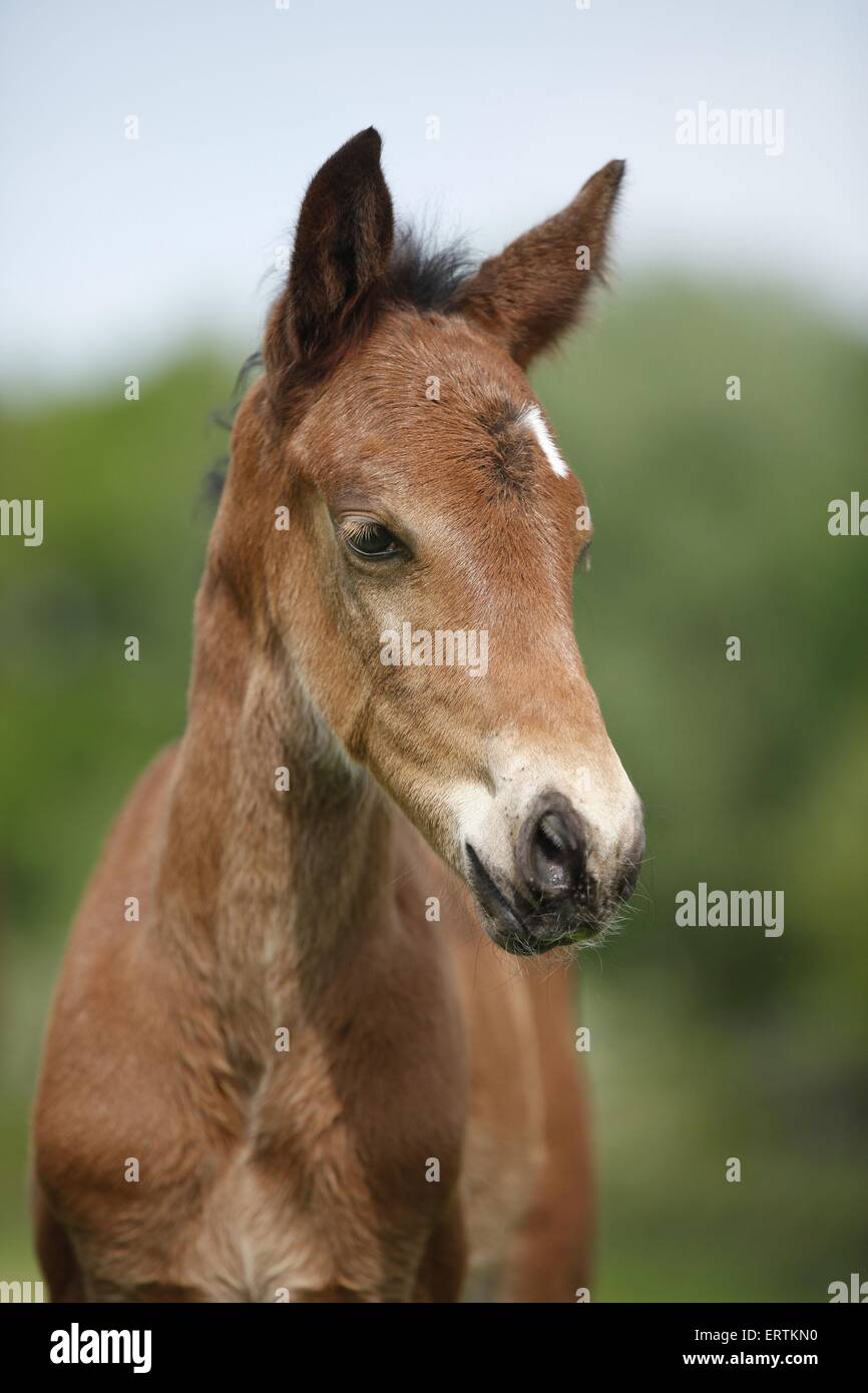 Filly brown hi-res stock photography and images - Alamy