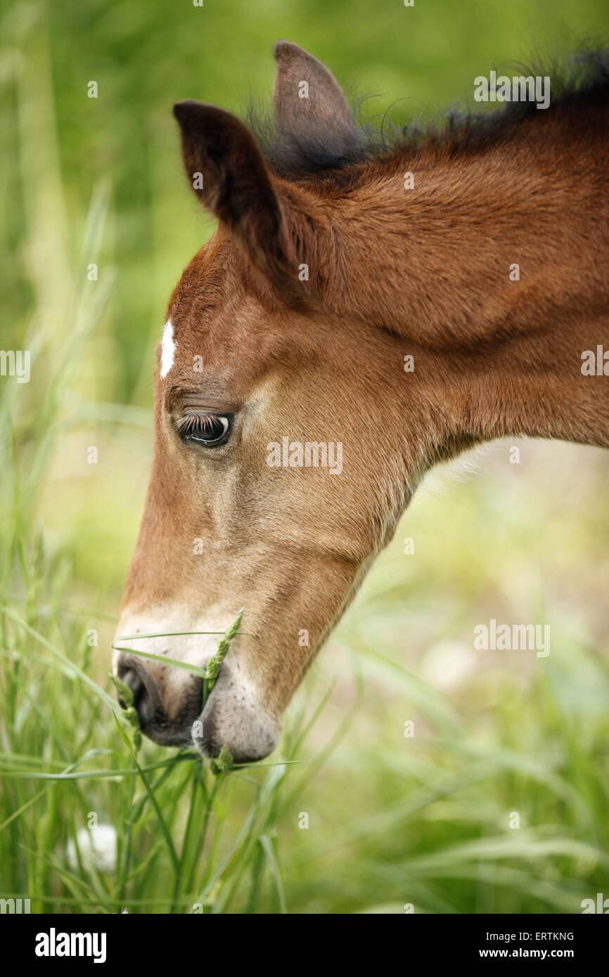 Females eat blood hi-res stock photography and images - Alamy