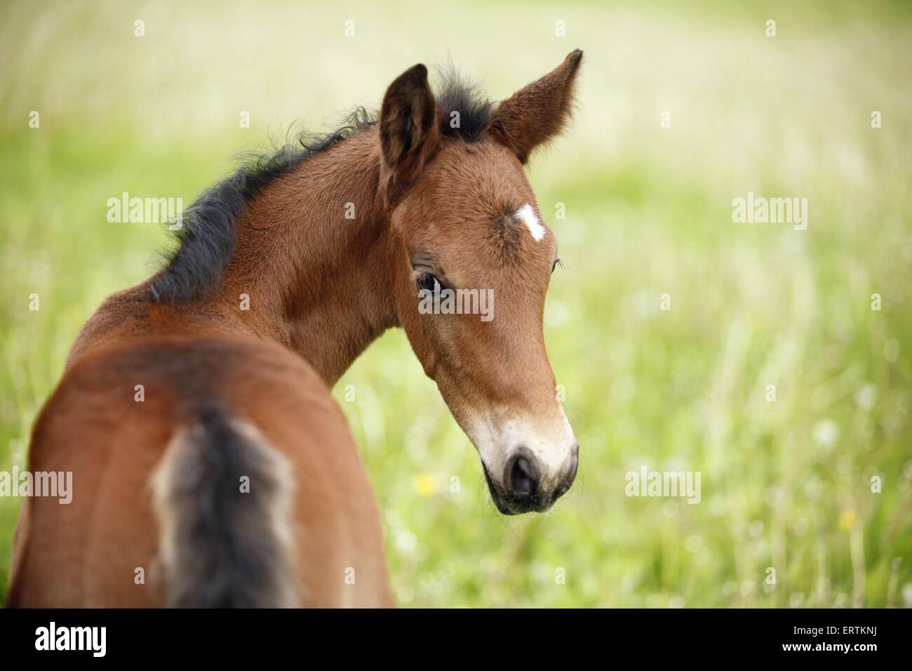 Cute filly hi-res stock photography and images - Alamy
