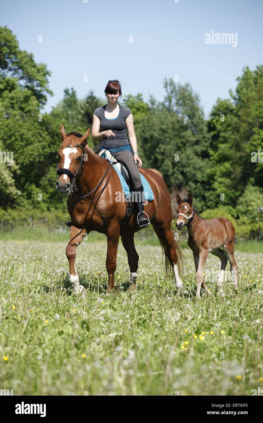 riding with foal Stock Photo - Alamy