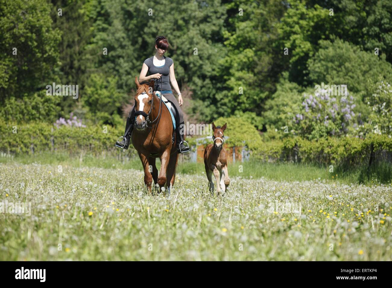 riding with foal Stock Photo - Alamy