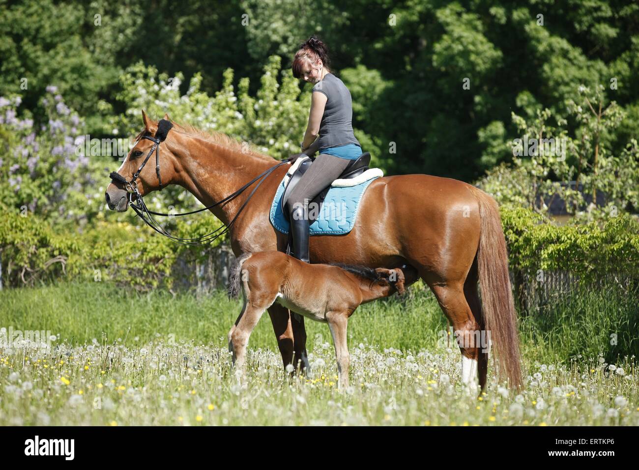 Mare foal rider riding hi-res stock photography and images - Alamy