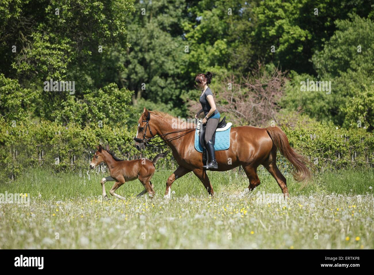 riding with foal Stock Photo - Alamy