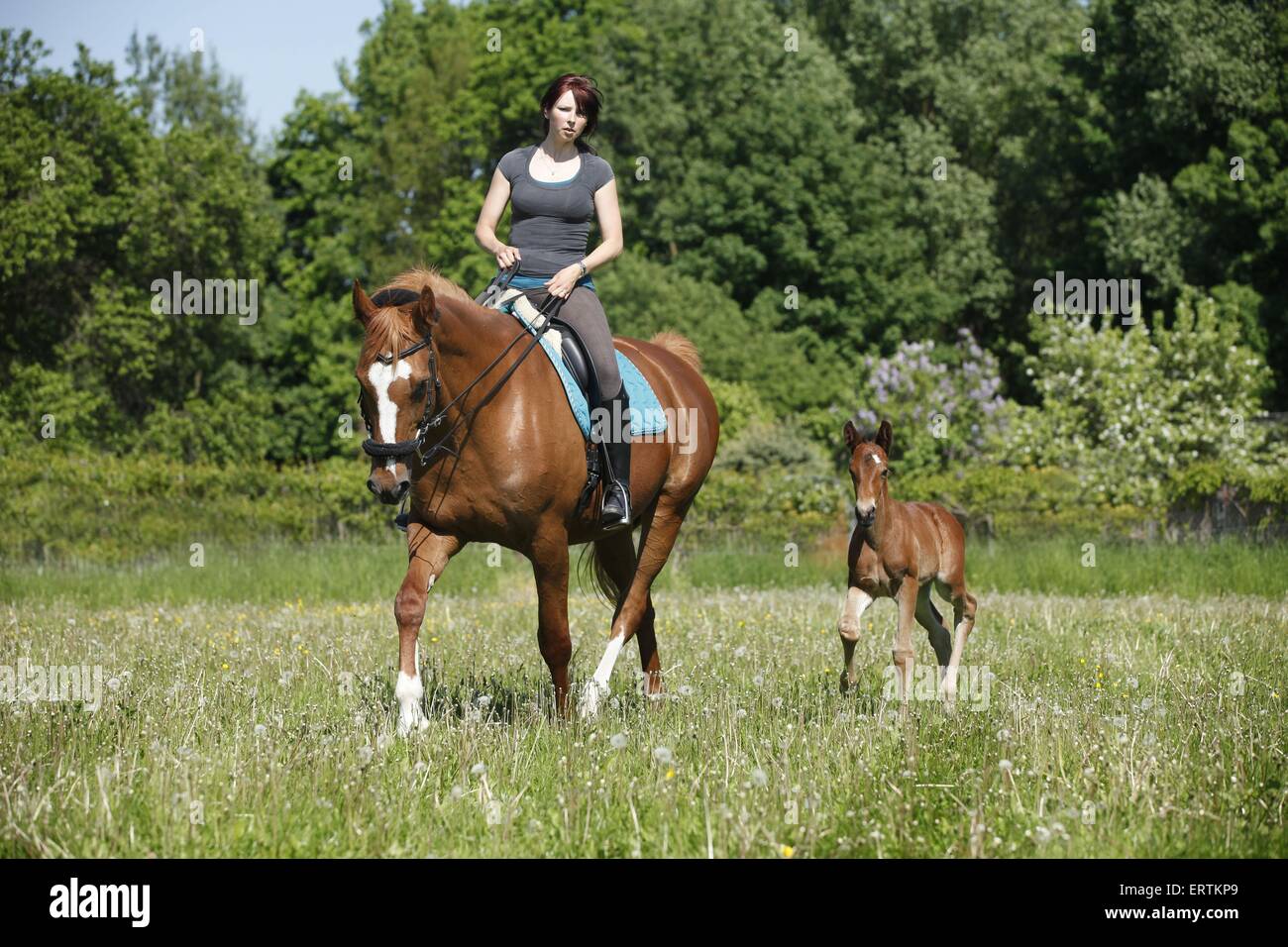 riding with foal Stock Photo - Alamy