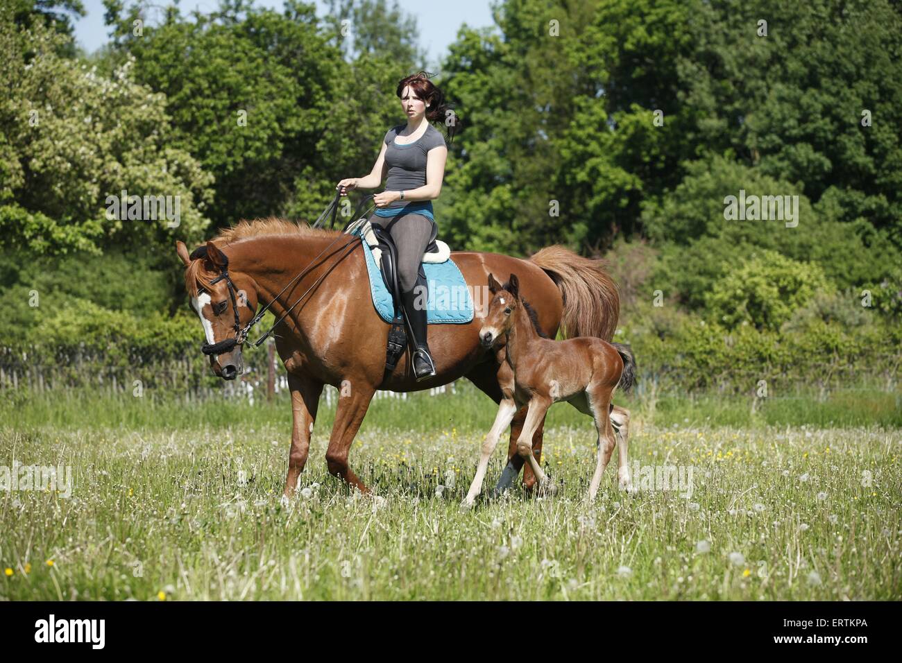 riding with foal Stock Photo - Alamy