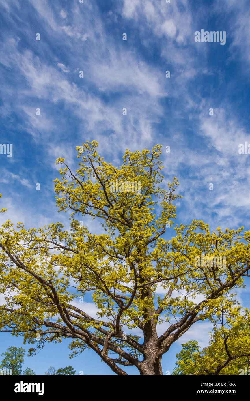 Man made tree environment hi-res stock photography and images - Alamy