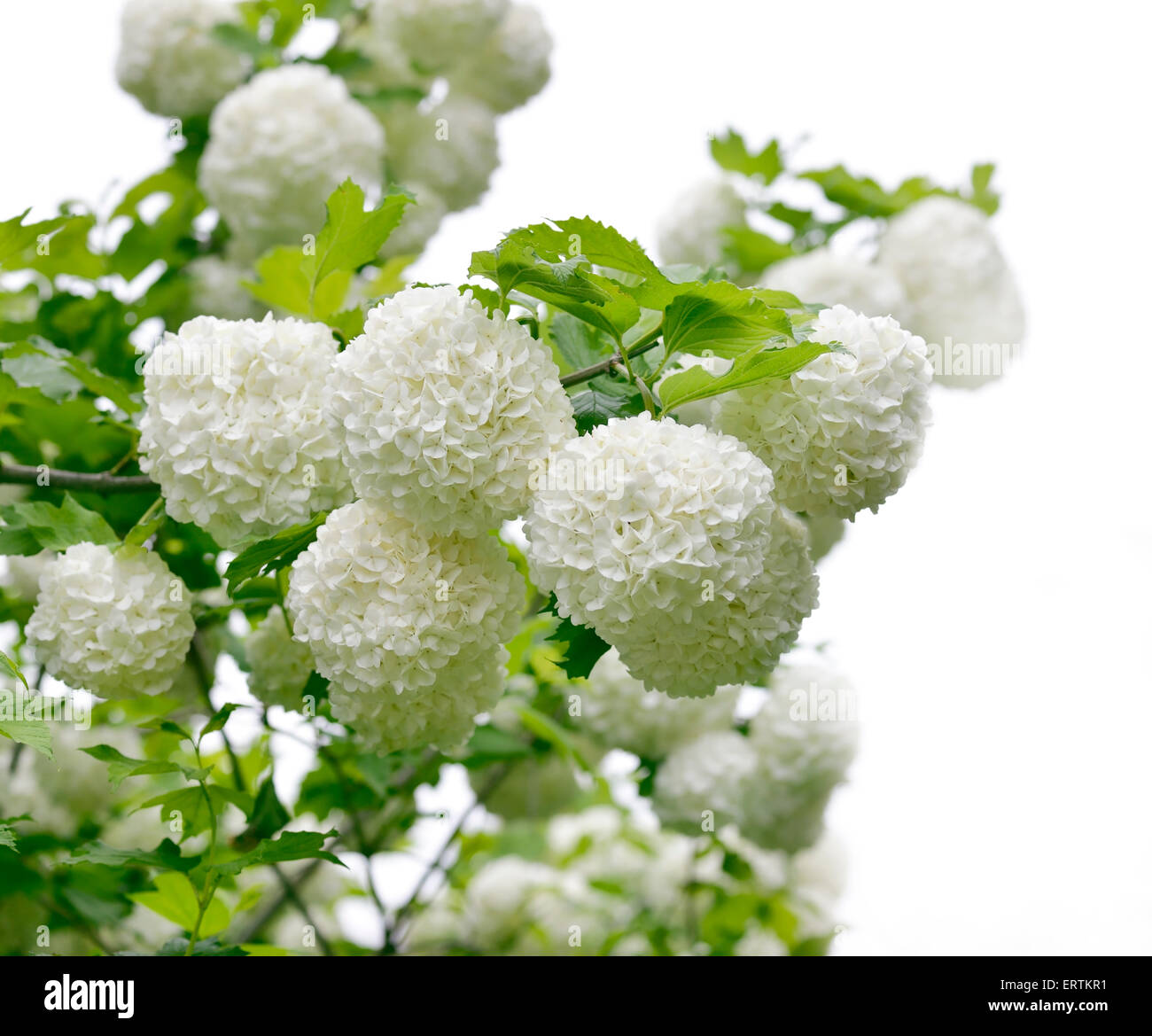 Snowball bush hi-res stock photography and images - Alamy