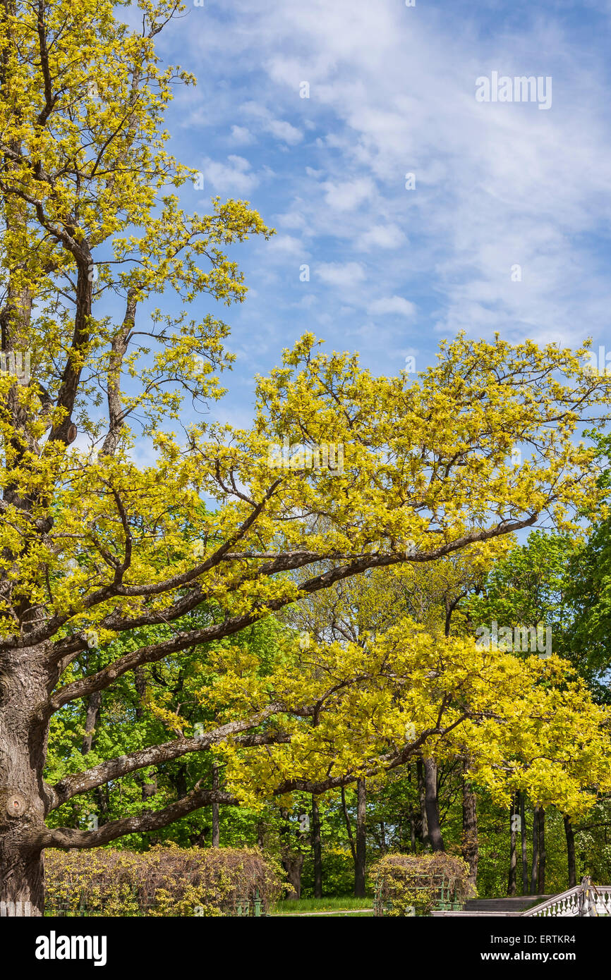 Oak Tree In Springtime Stock Photo - Alamy
