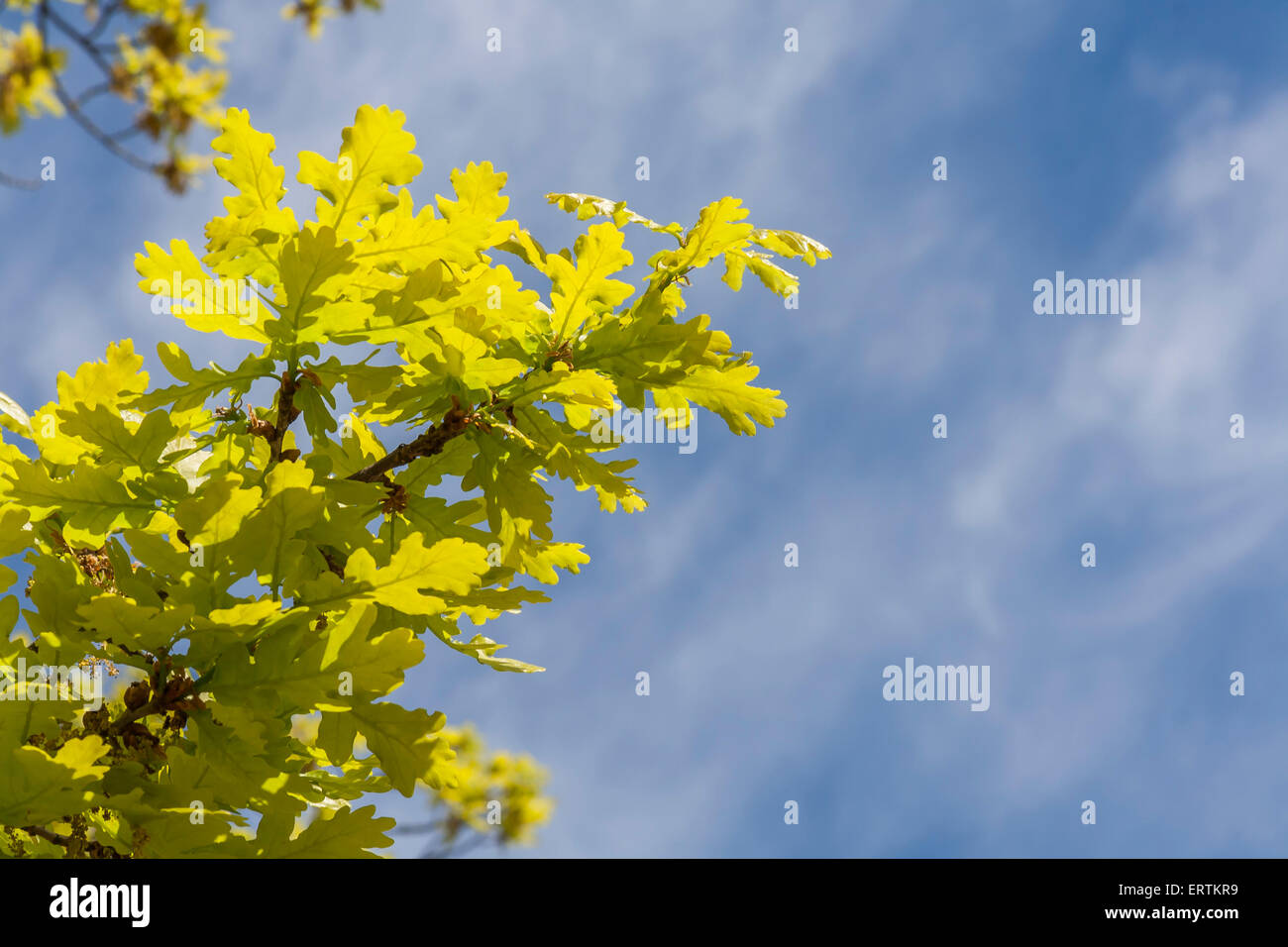 Oak tree leaves hi-res stock photography and images - Alamy