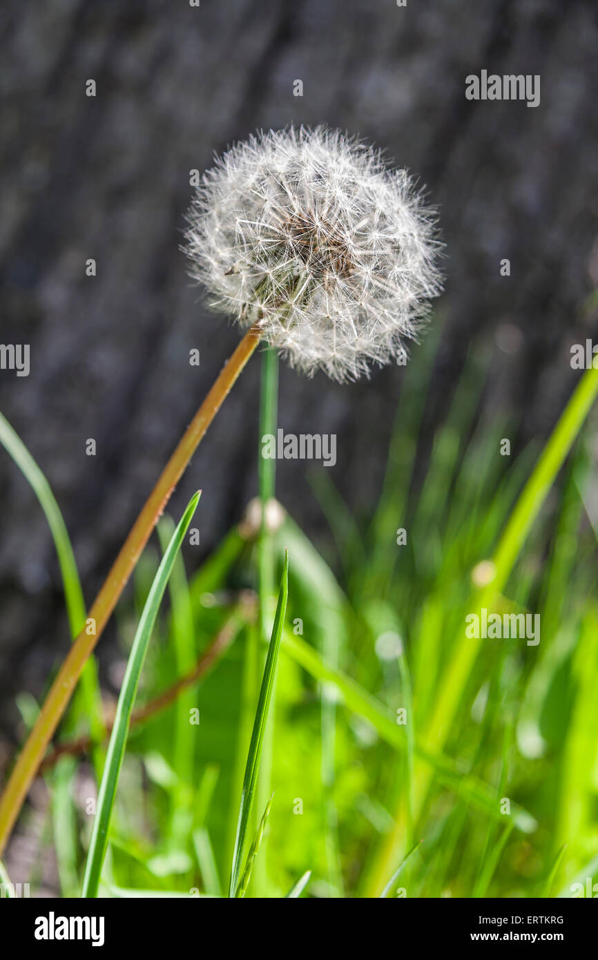 Dandelion Blowball and Seeds Stock Photo - Alamy