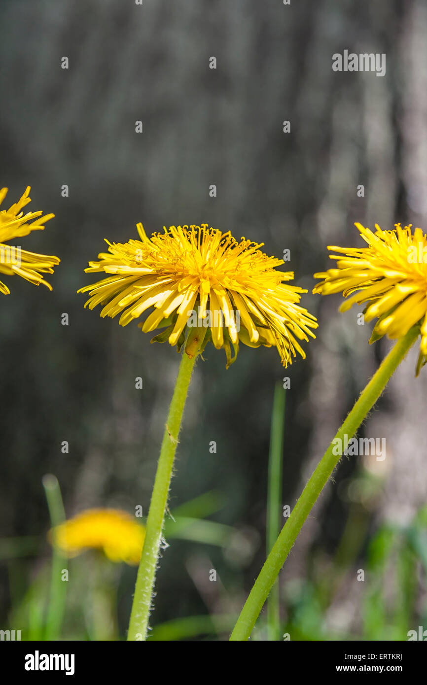 Dandelion flower stem leaf hi-res stock photography and images - Alamy