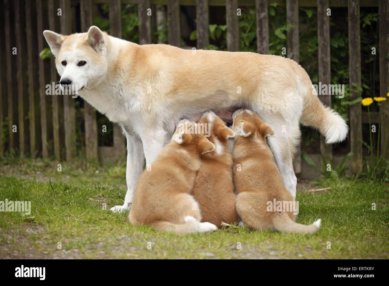 Akita Inu puppies Stock Photo - Alamy