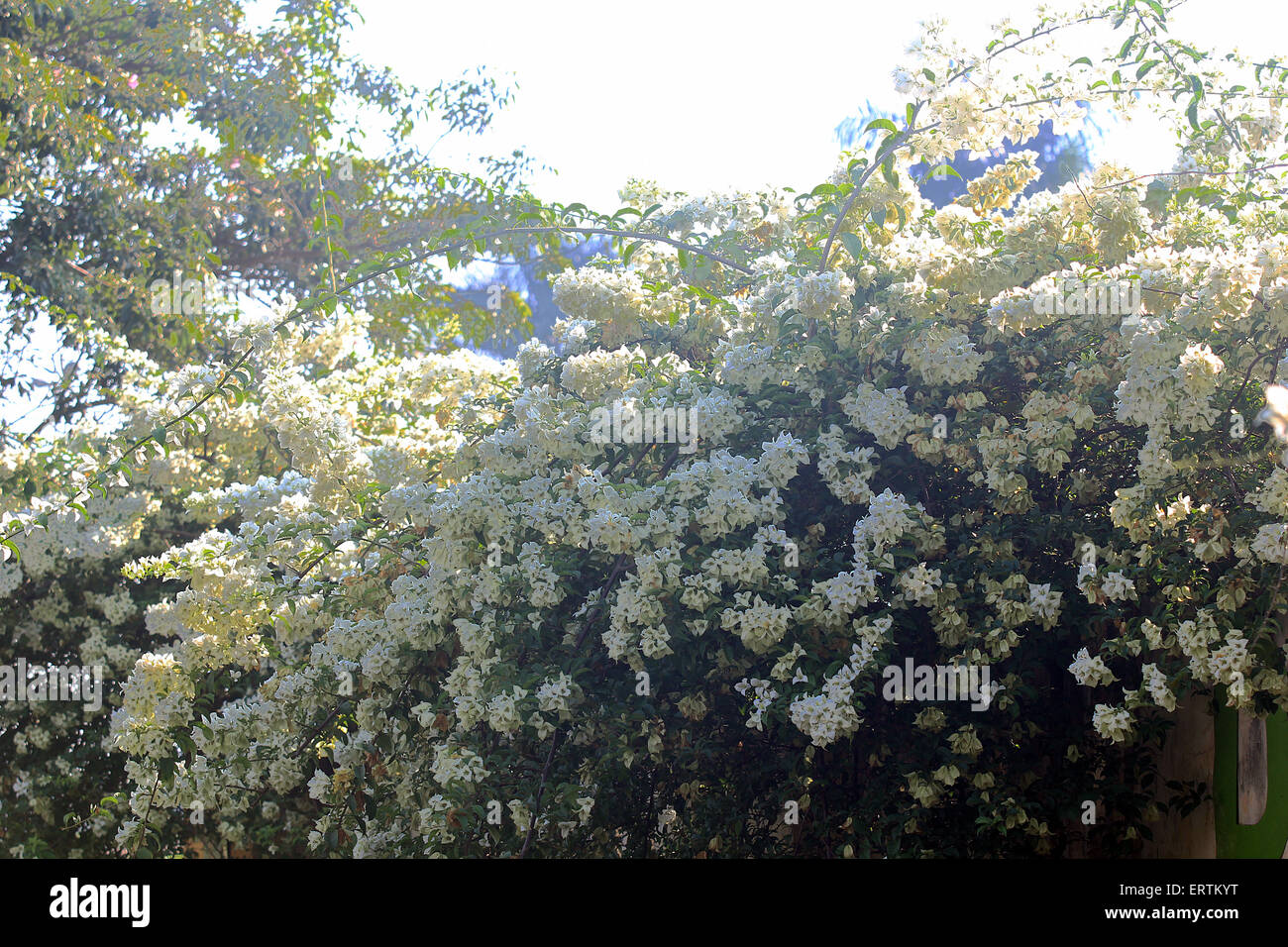 A flowering plant pictured in a suburb of Kampala city in Uganda Stock ...