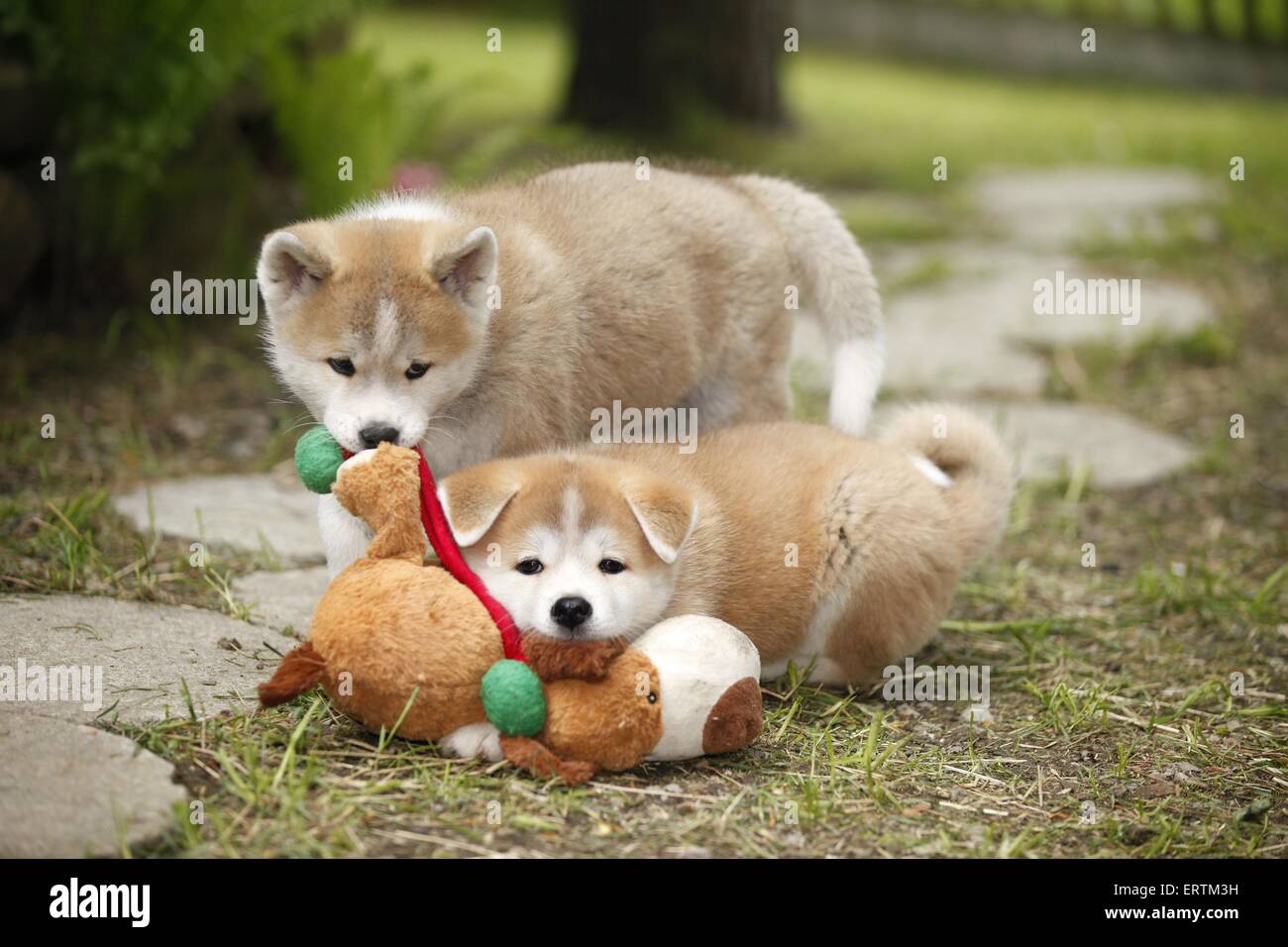 Akita Inu puppy Stock Photo - Alamy