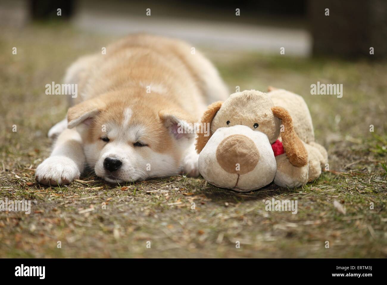 Red fluffy dog breed akita hi-res stock photography and images - Alamy