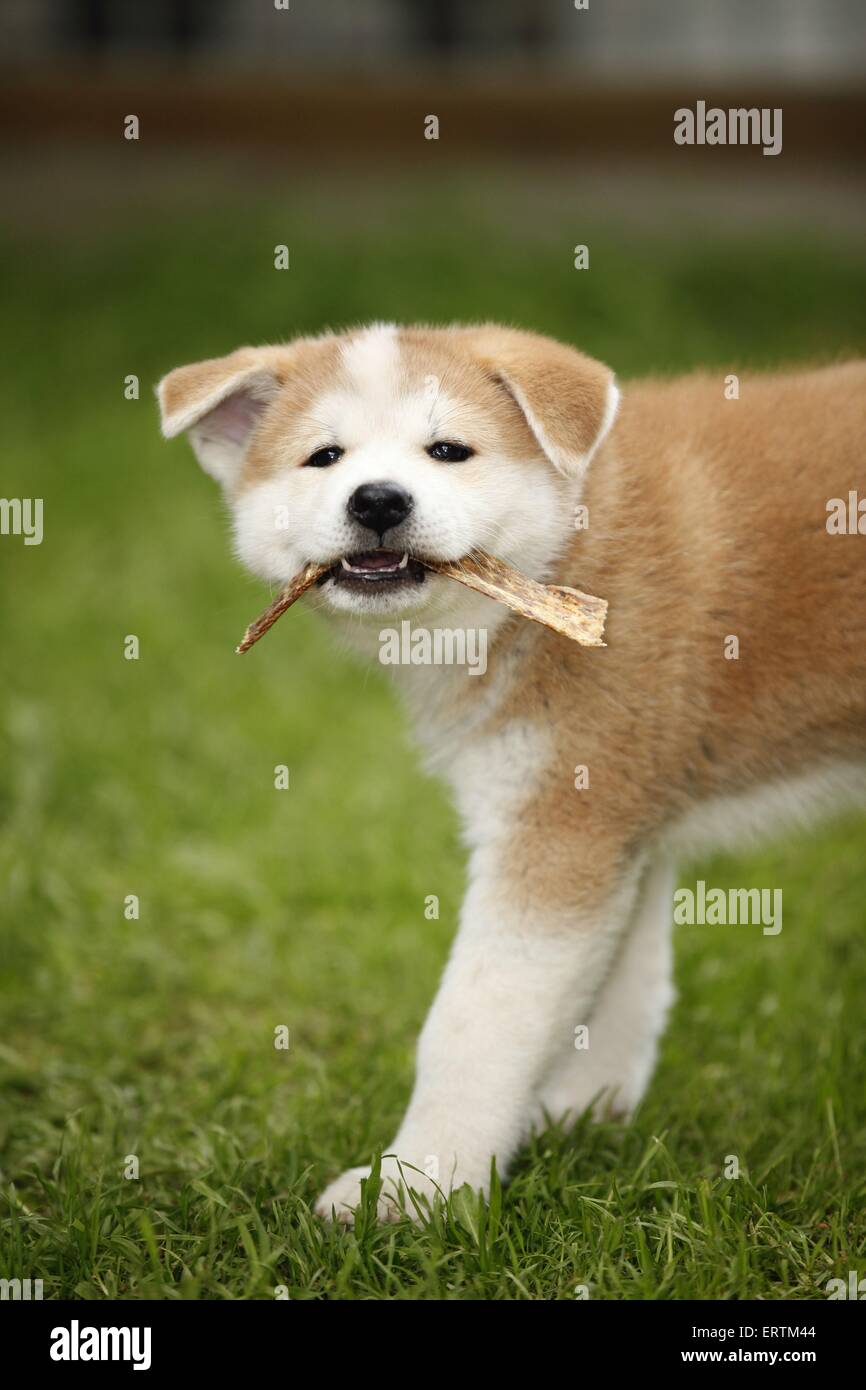 Akita Inu puppy Stock Photo - Alamy