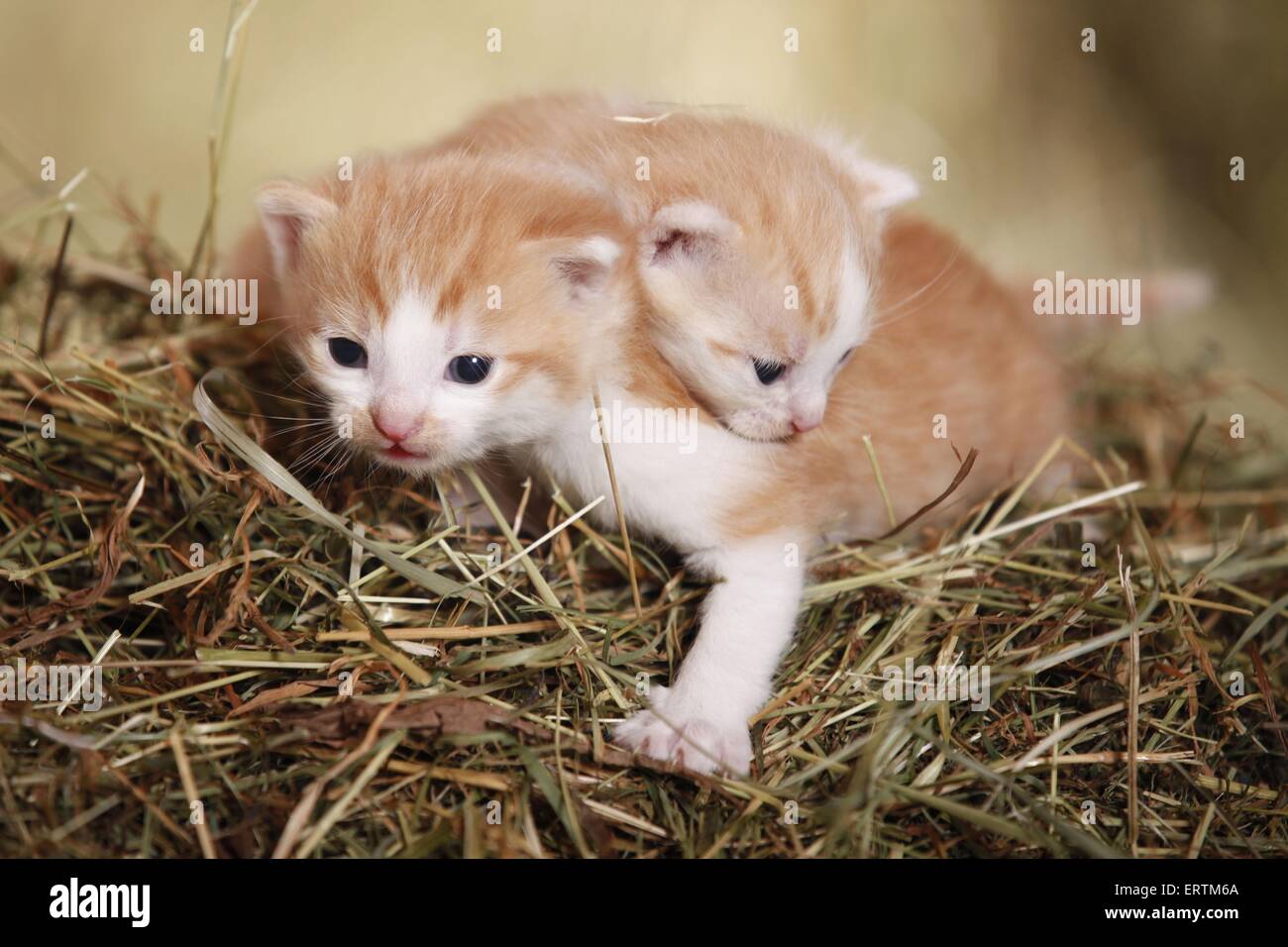 Cuddling kittens hi-res stock photography and images - Alamy