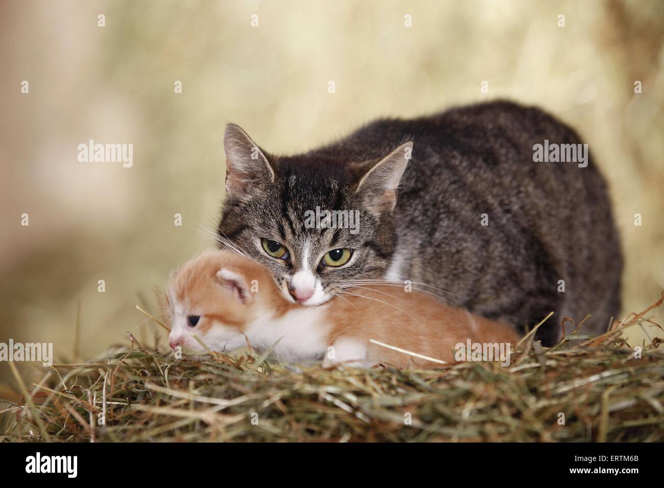 Kittens muzzle hi-res stock photography and images - Alamy