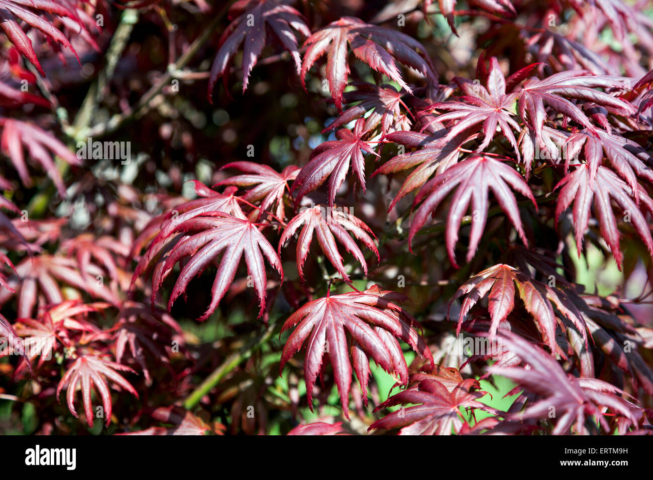 Acer palmatum japanese maple photograph hi-res stock photography and ...