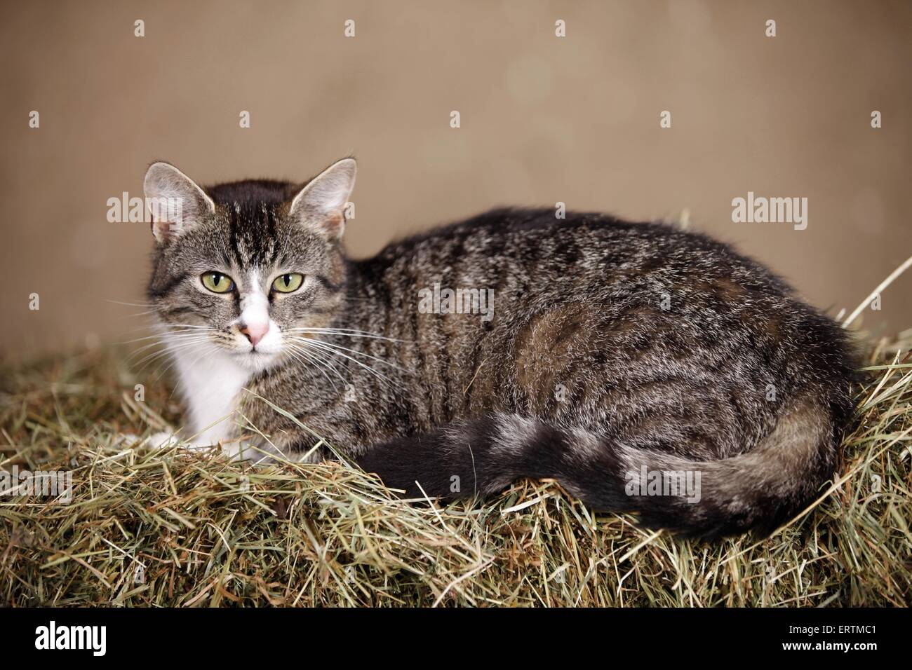 Cat eye side view hi-res stock photography and images - Alamy