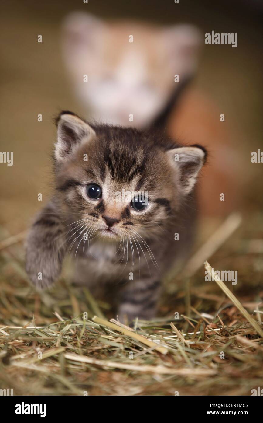 Walk kittens hi-res stock photography and images - Alamy