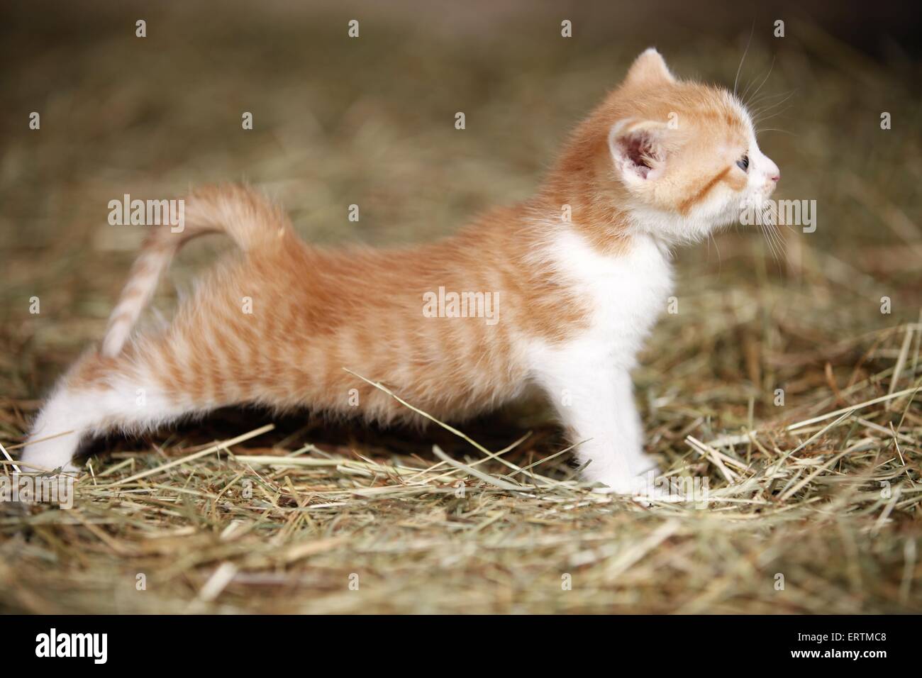 Kitten profile hi-res stock photography and images - Alamy