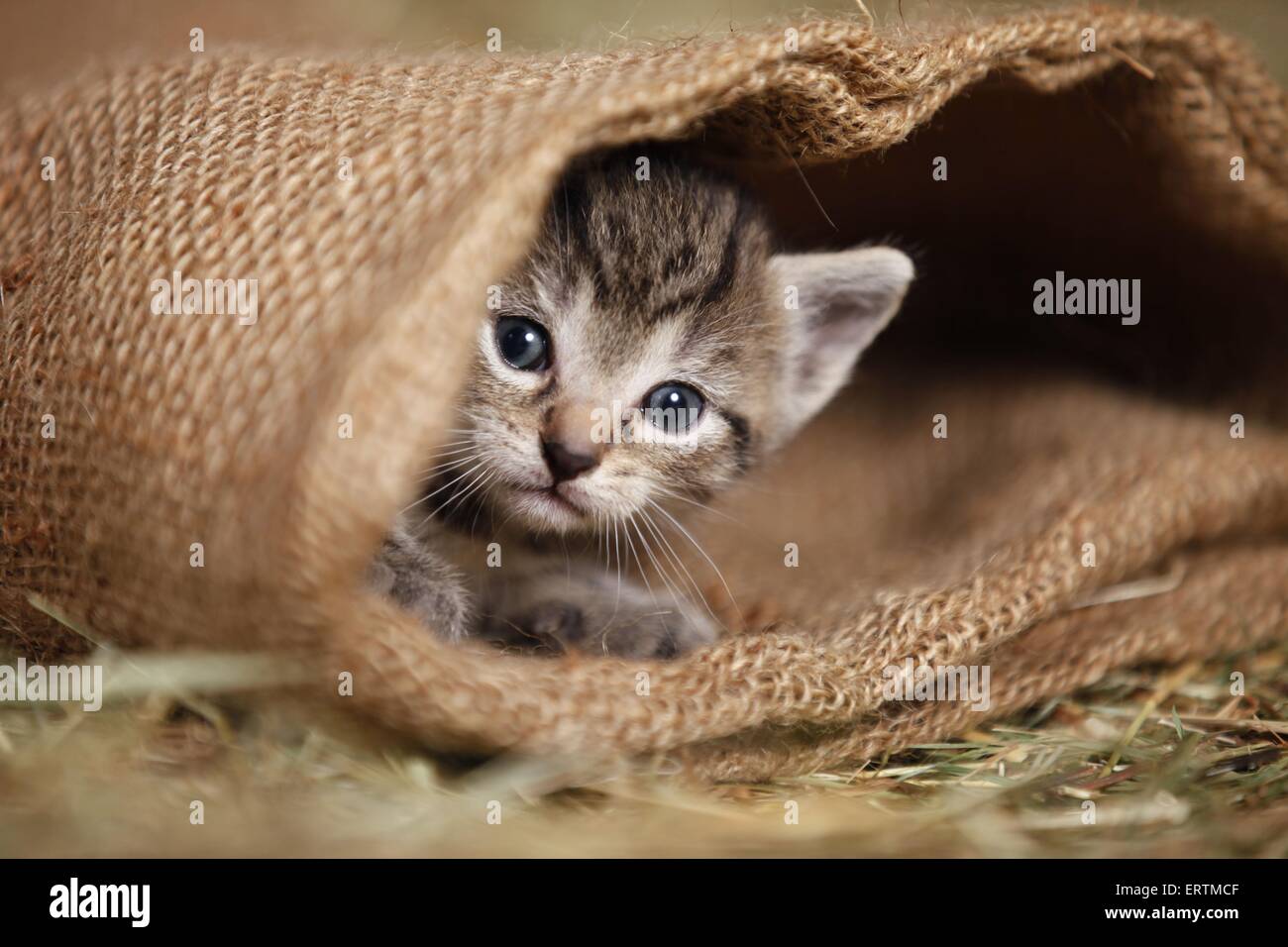 Domestic kitten hide hi-res stock photography and images - Alamy
