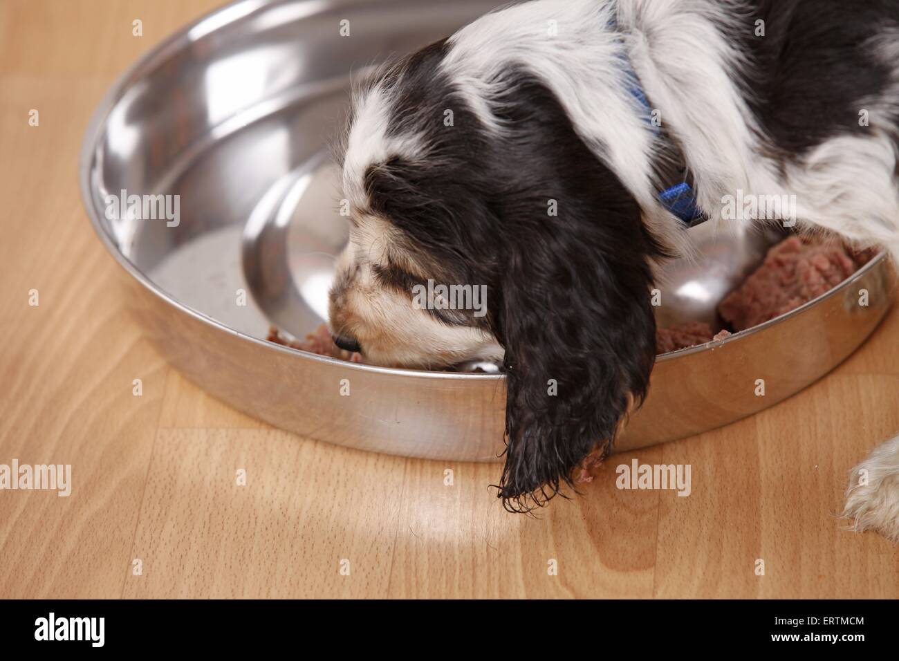 Cocker spaniel dog eating hi-res stock photography and images - Alamy
