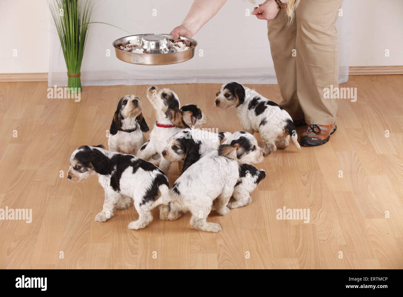 Women with cocker spaniel gundog hi-res stock photography and images ...