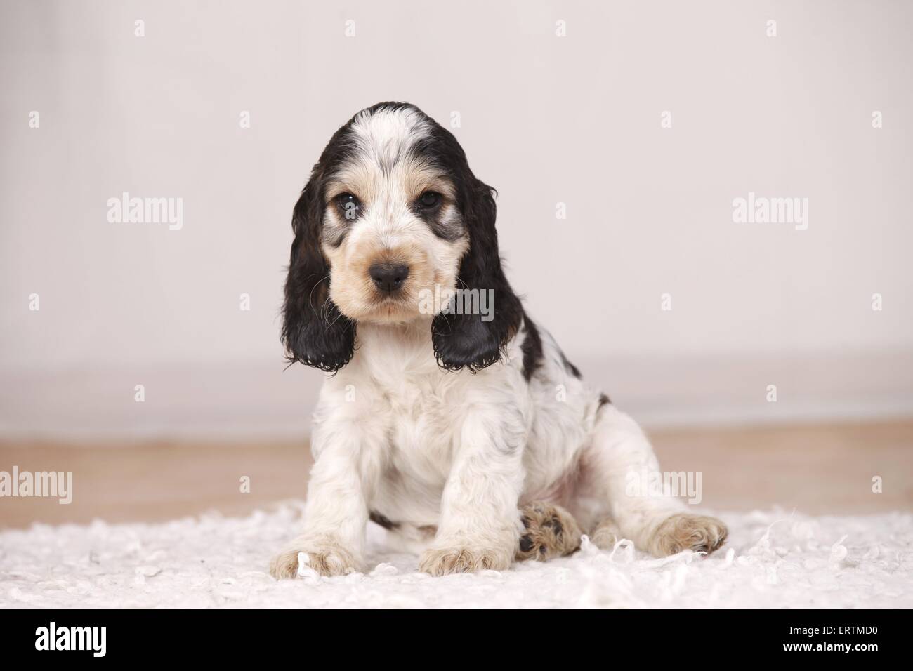 sitting Cocker puppy Stock Photo - Alamy