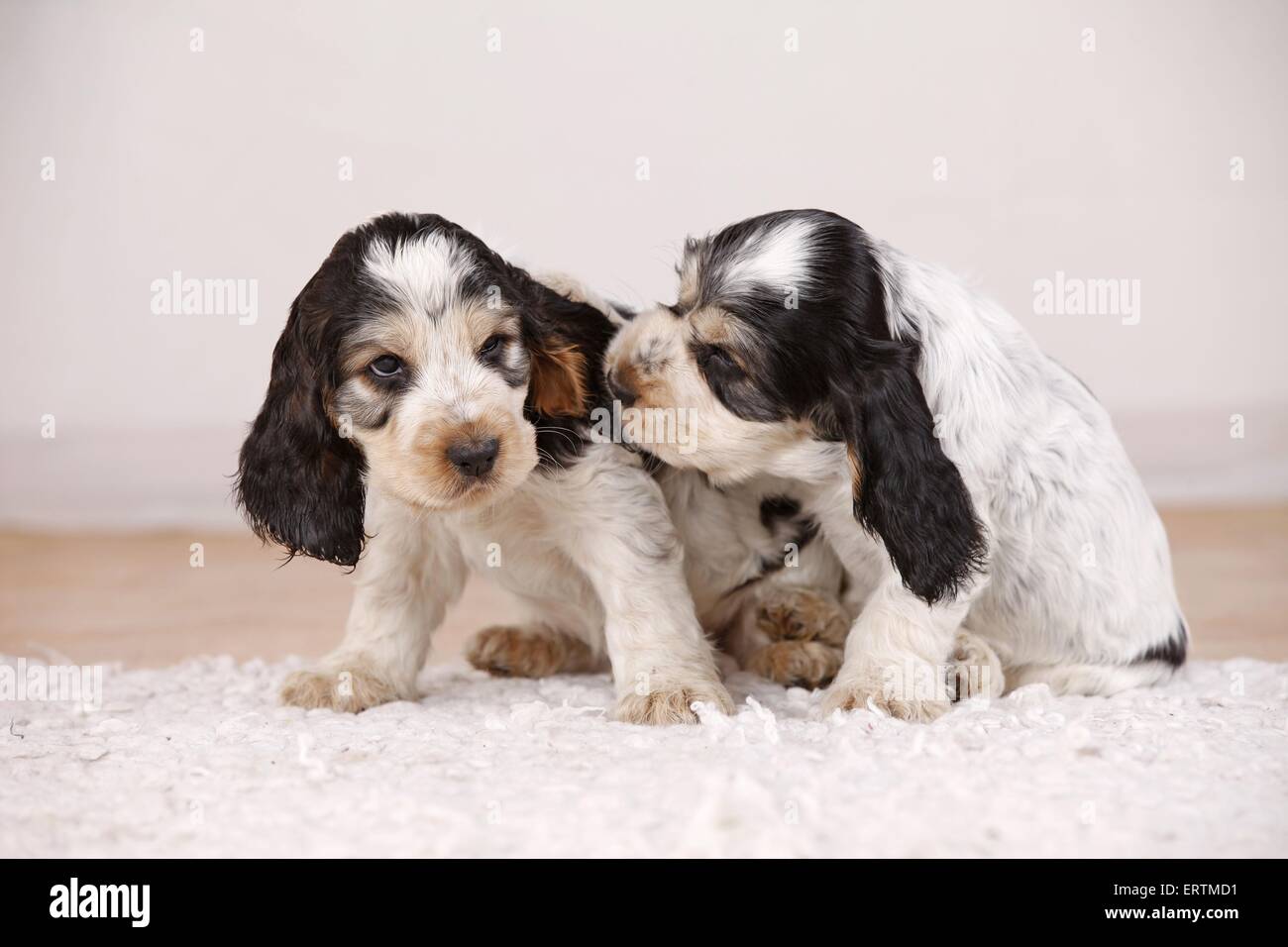 sitting Cocker puppies Stock Photo - Alamy