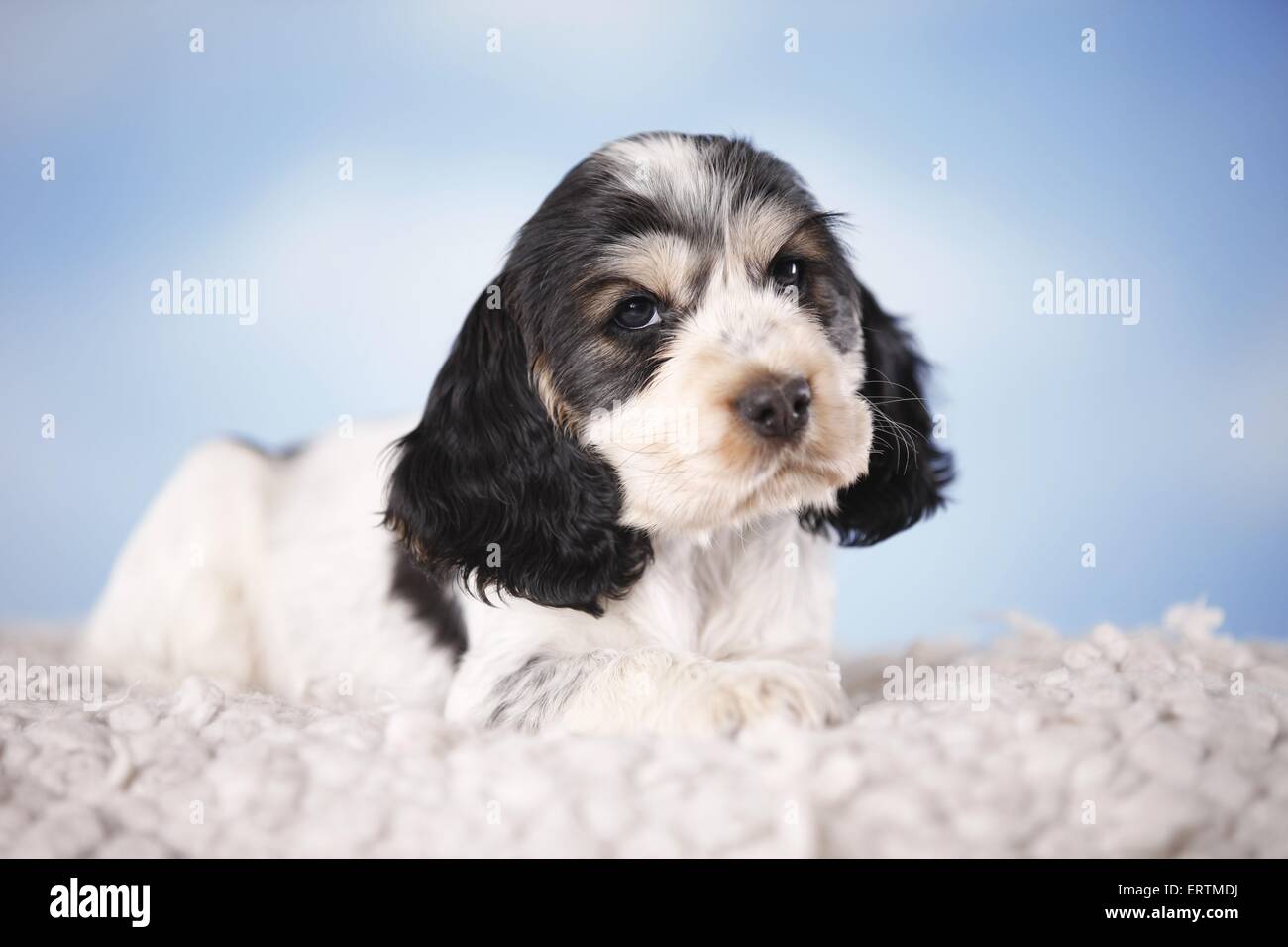 lying Cocker puppy Stock Photo - Alamy