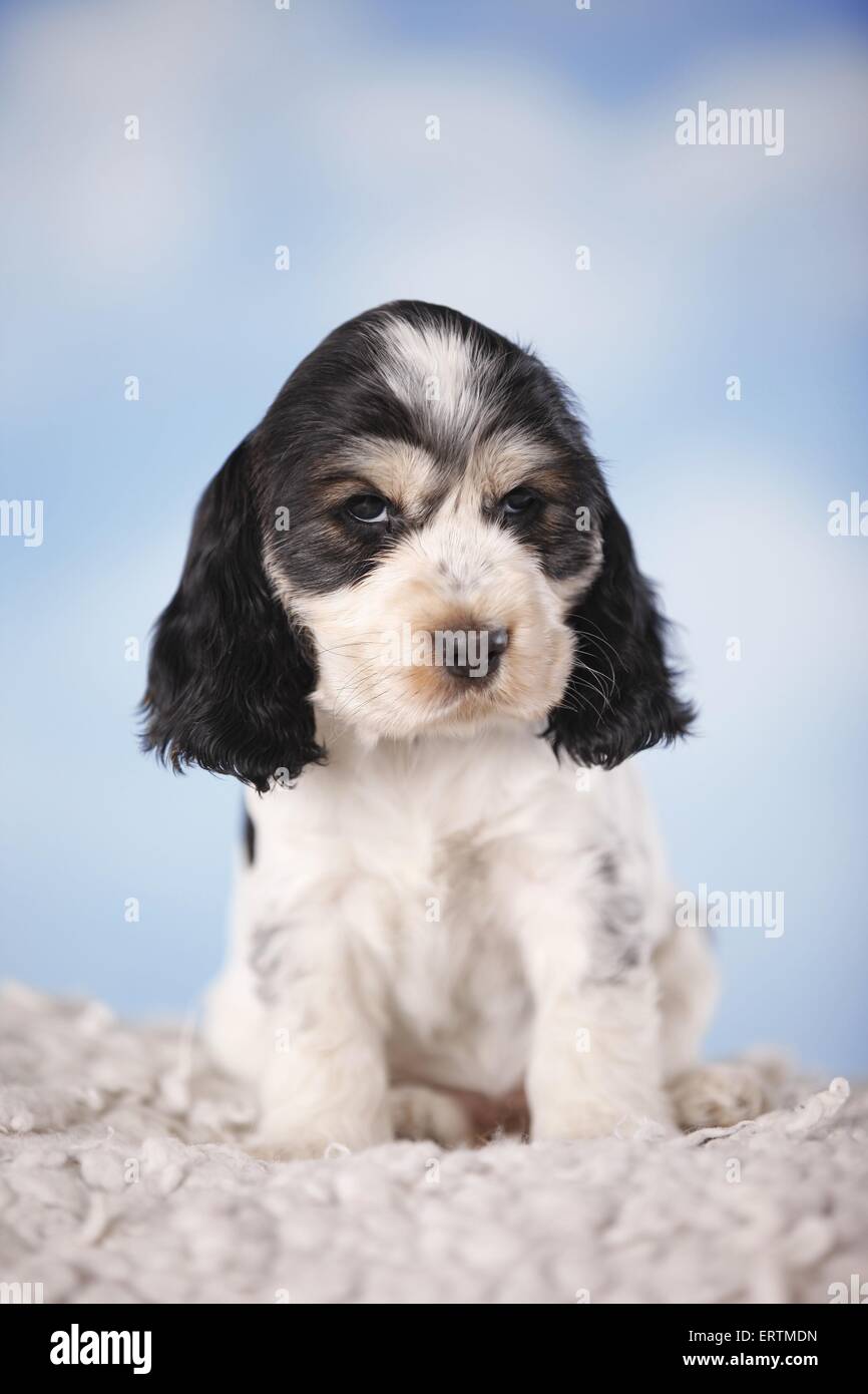 sitting Cocker puppy Stock Photo - Alamy