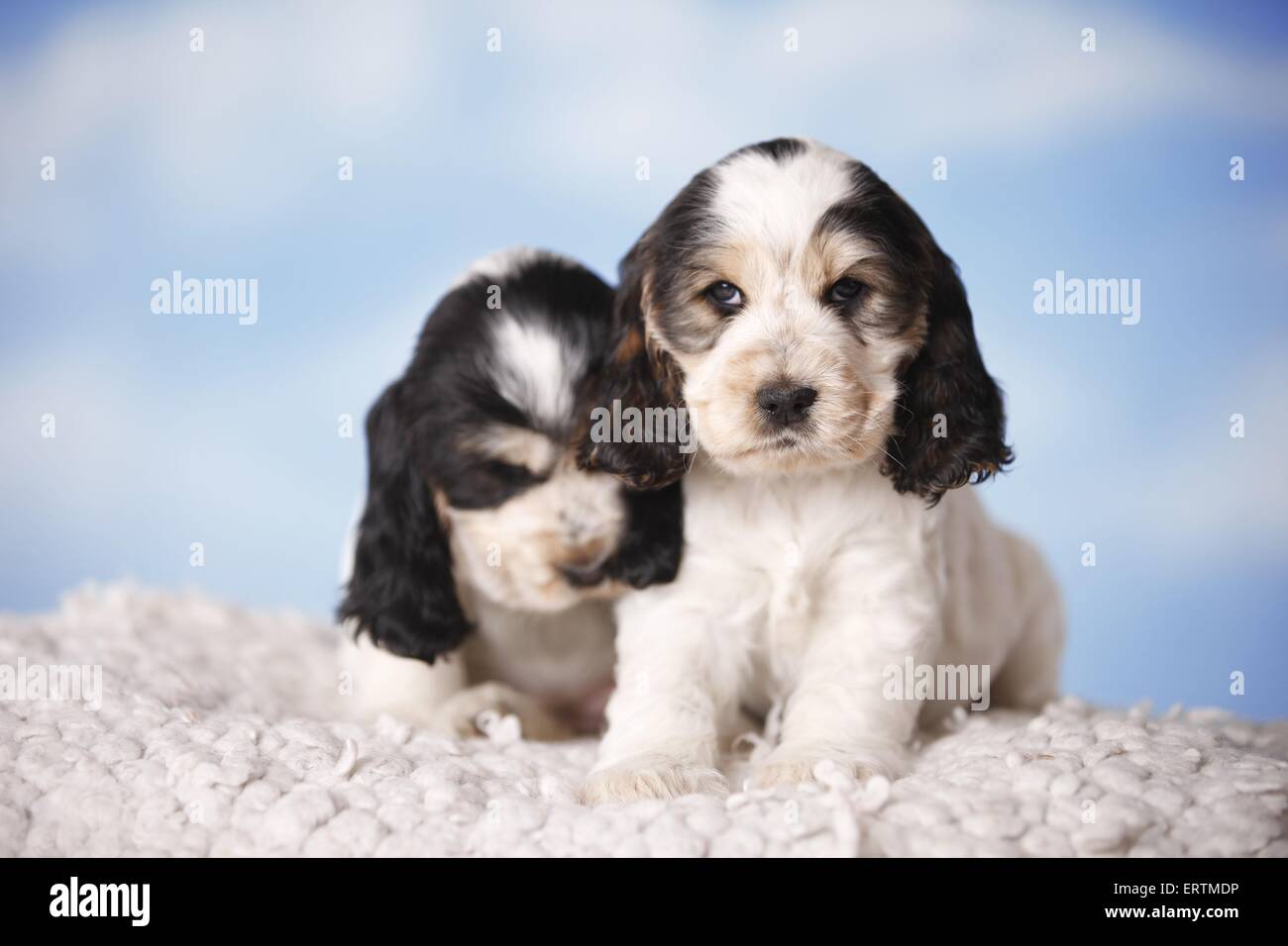 sitting Cocker puppies Stock Photo - Alamy