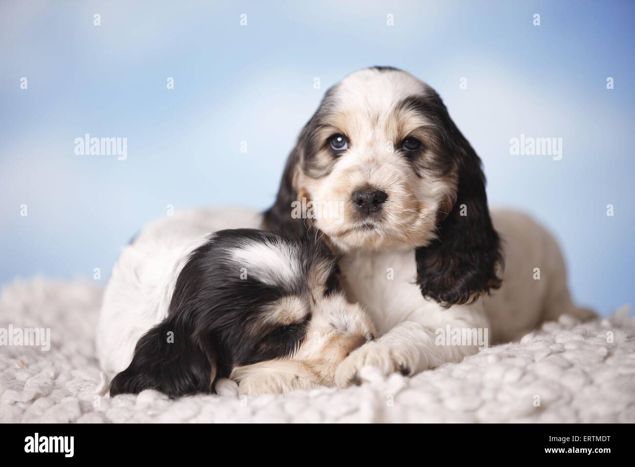 sitting Cocker puppies Stock Photo - Alamy