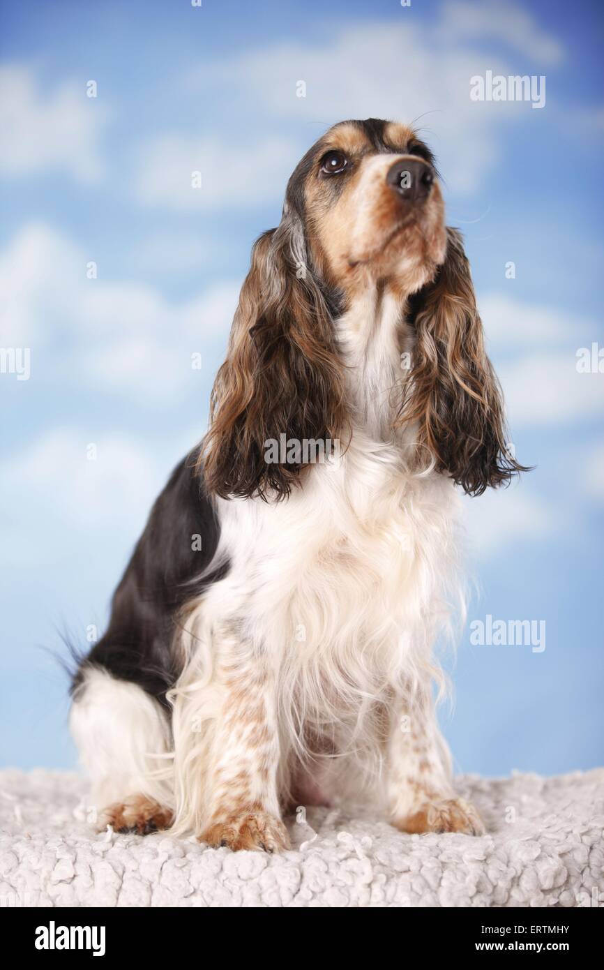 sitting English Cocker Spaniel Stock Photo - Alamy