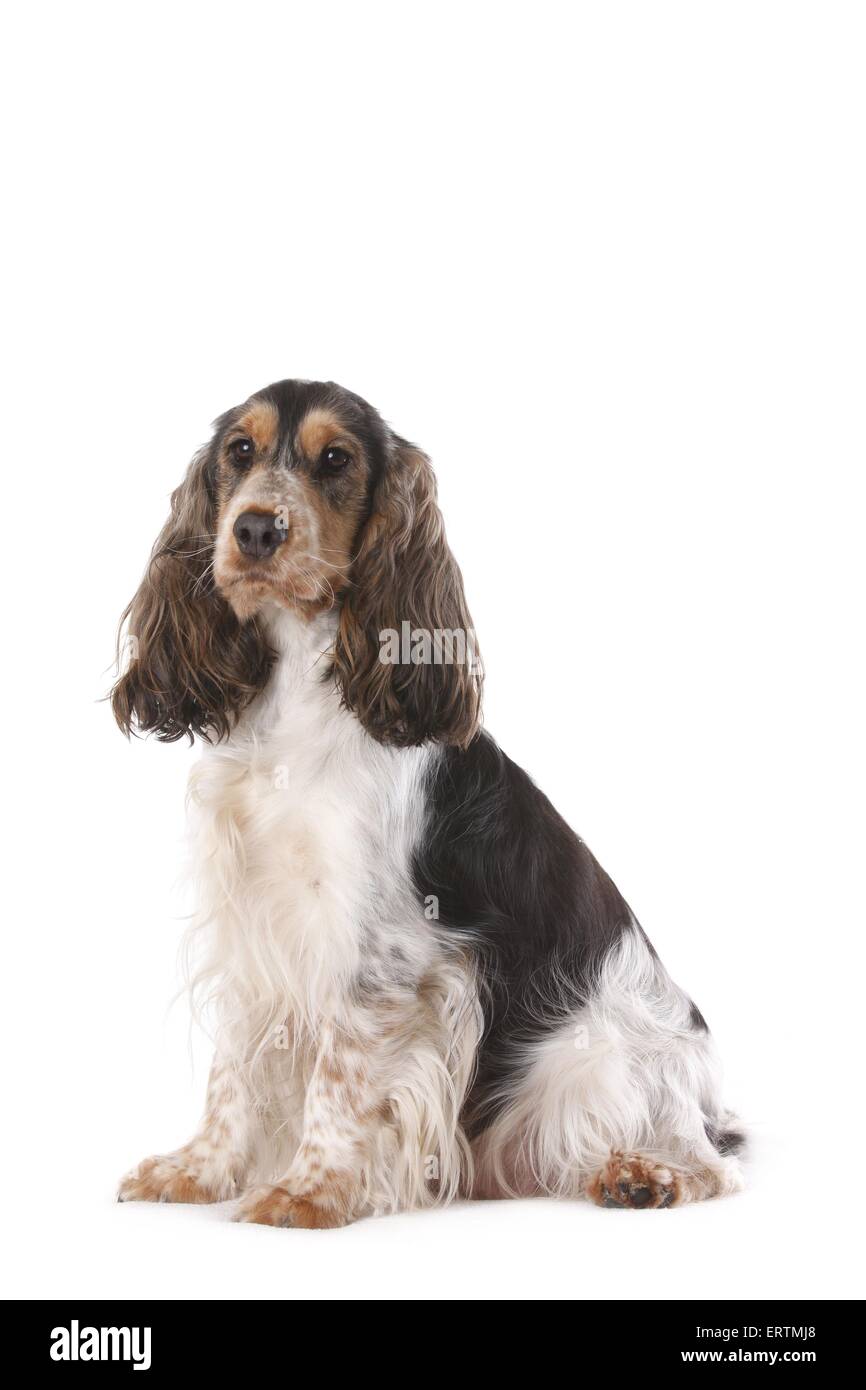 sitting English Cocker Spaniel Stock Photo - Alamy