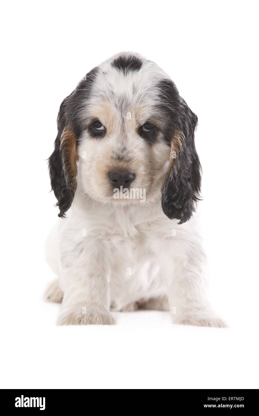 Young english cocker spaniel puppy Cut Out Stock Images & Pictures - Alamy