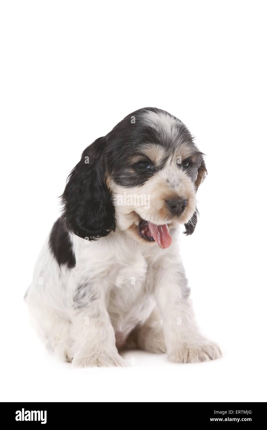 sitting Cocker puppy Stock Photo - Alamy