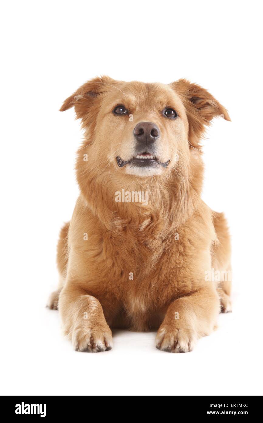 Canine pet long haired mongrel hi-res stock photography and images - Alamy