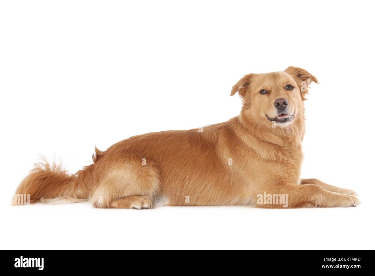 Mongrel lying Cut Out Stock Images & Pictures - Alamy