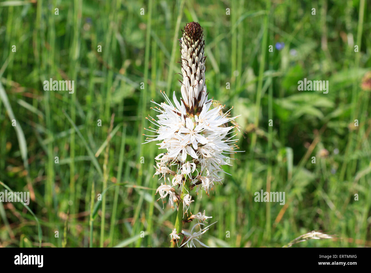 Asphodel flower hi-res stock photography and images - Alamy