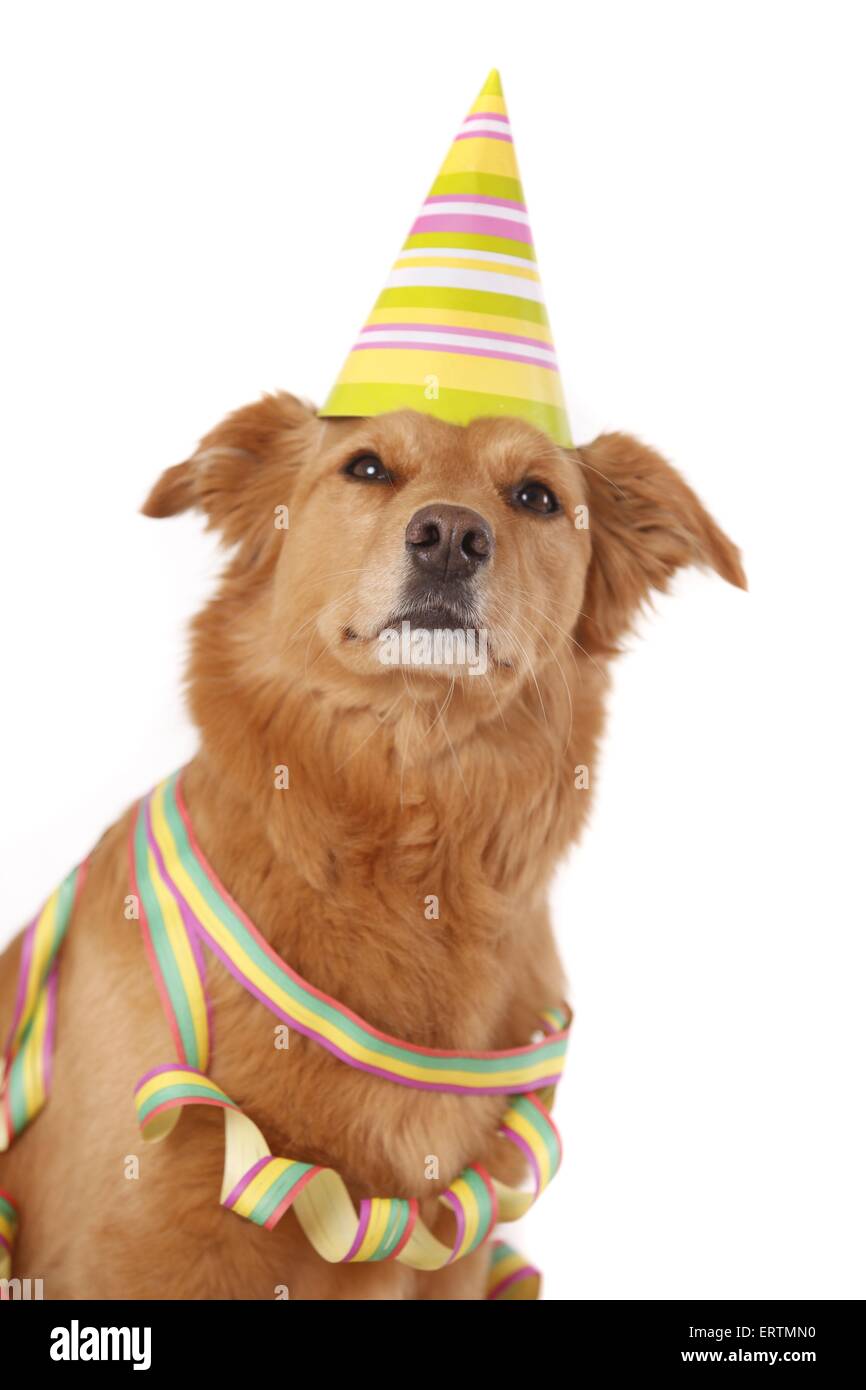 Canine pet long haired mongrel hi-res stock photography and images - Alamy