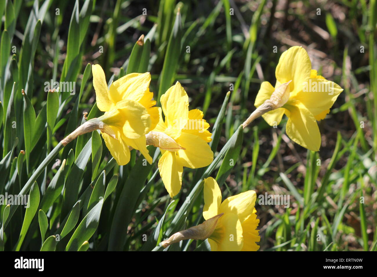 Bright yellow daffodils growing in a small garden in the early spring ...