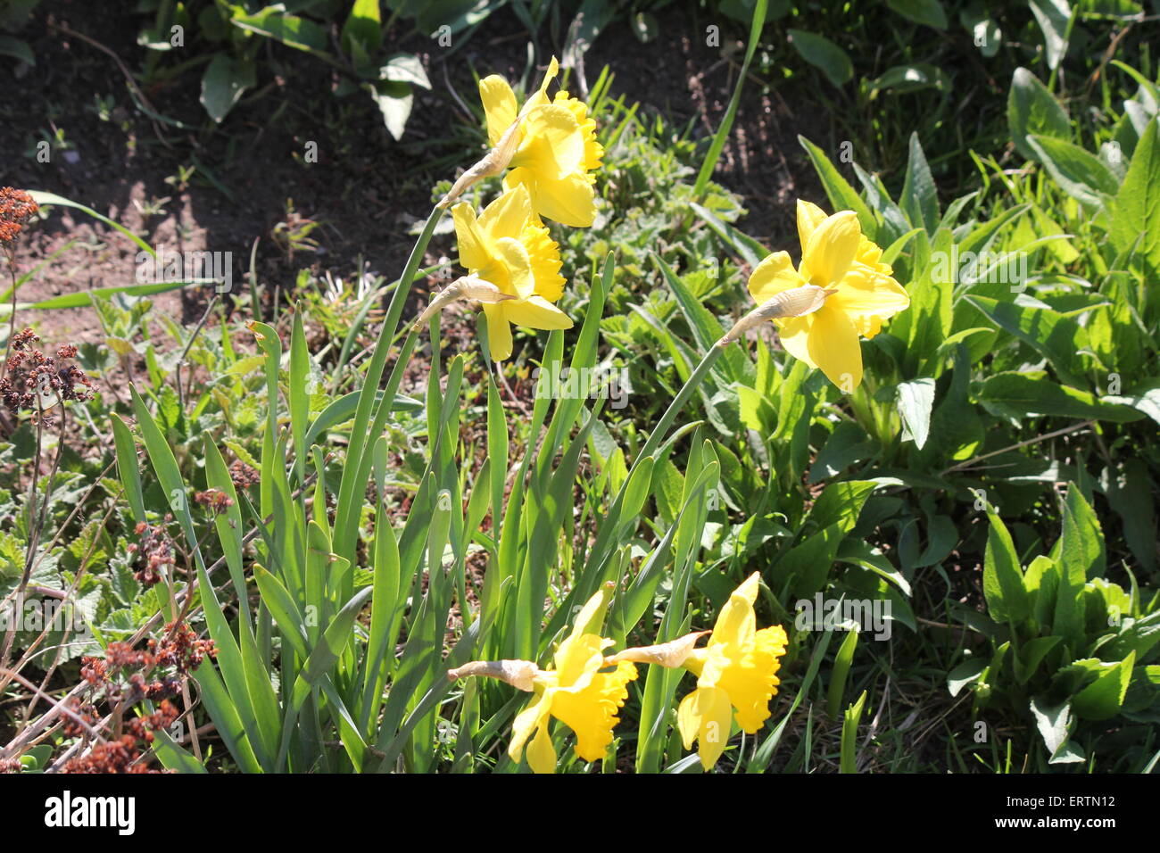 Bright yellow daffodils growing in a small garden in the early spring ...