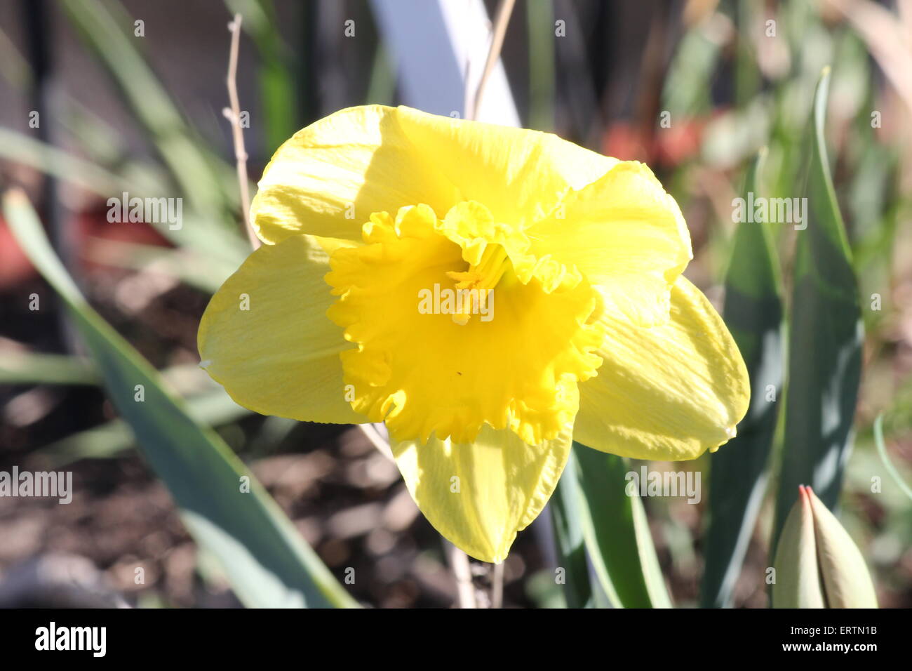 Bright yellow daffodil growing in a small garden in the early spring ...