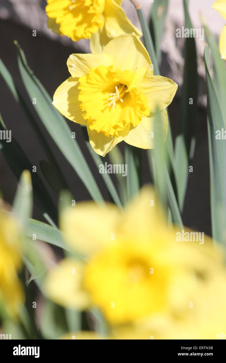 Bright yellow daffodils growing in a small garden in the early spring ...