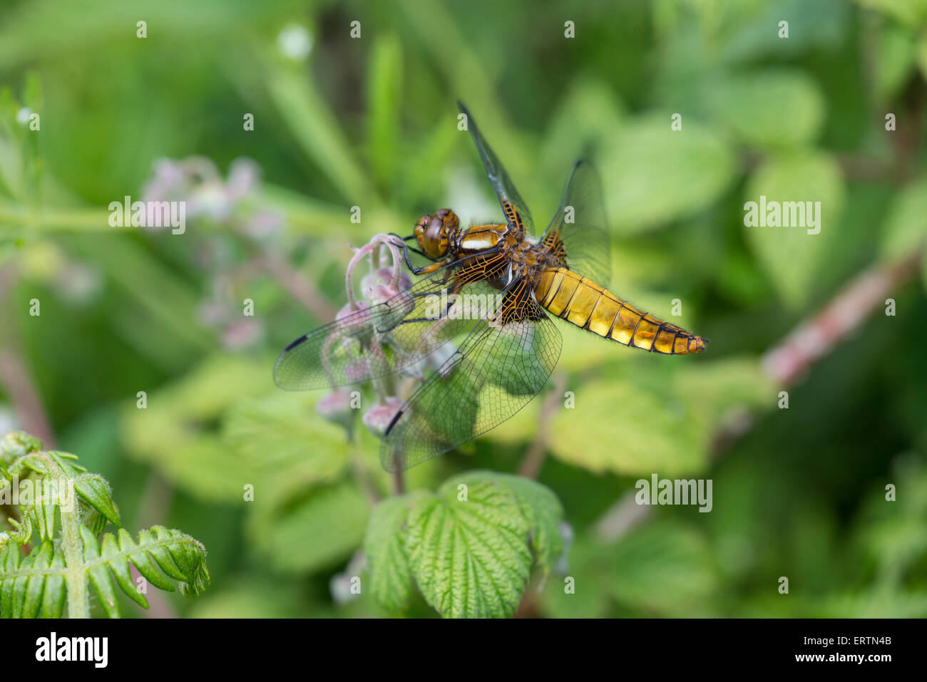 Queen dragonfly hi-res stock photography and images - Alamy
