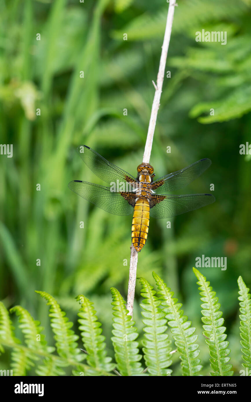Queen dragonfly hi-res stock photography and images - Alamy