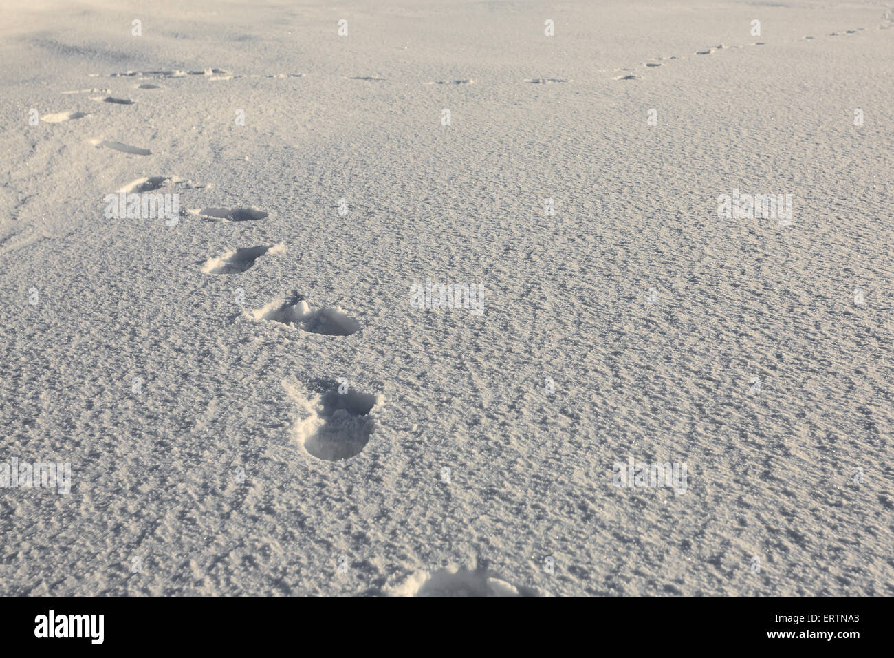 Human footsteps over frozen snow Stock Photo - Alamy